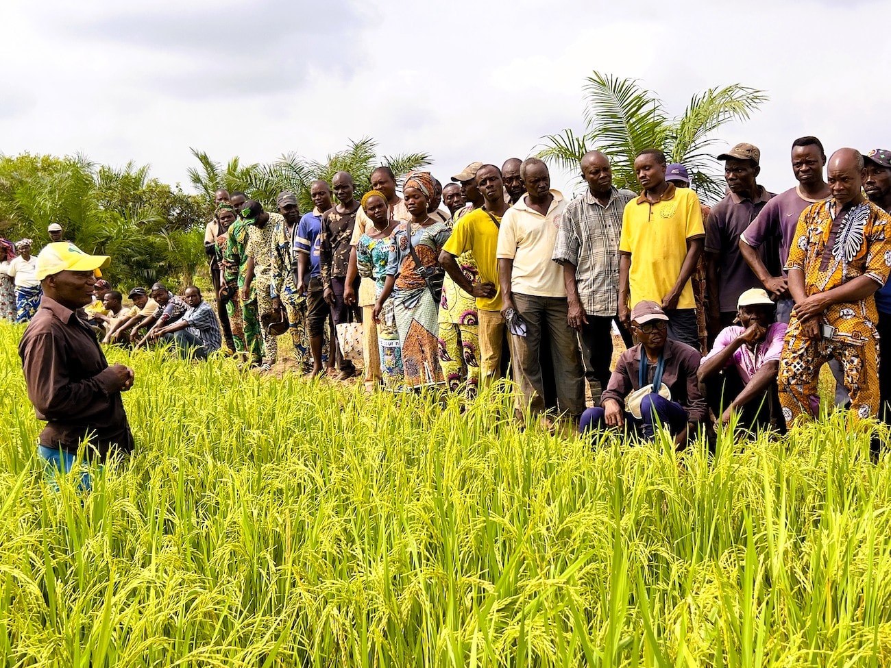Climate-Smart Rice Farming in Benin: Regenerative Practices Double ...